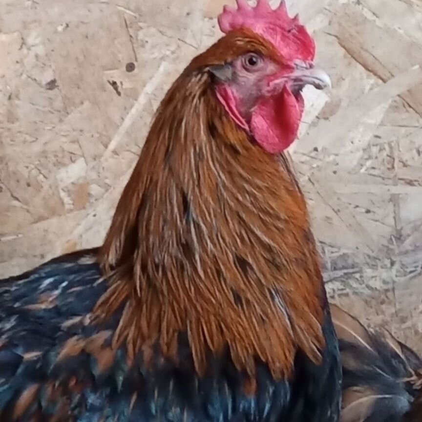 Продам петуха Орпингтон