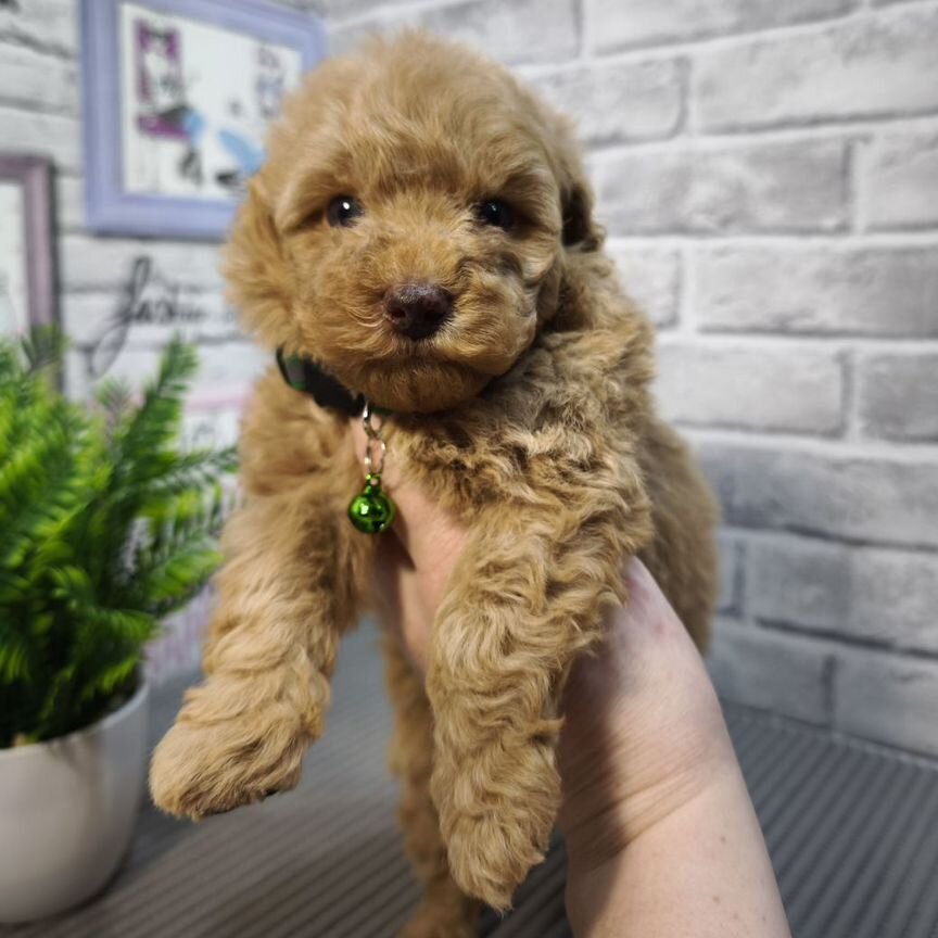 Карликовый пудель, щенок