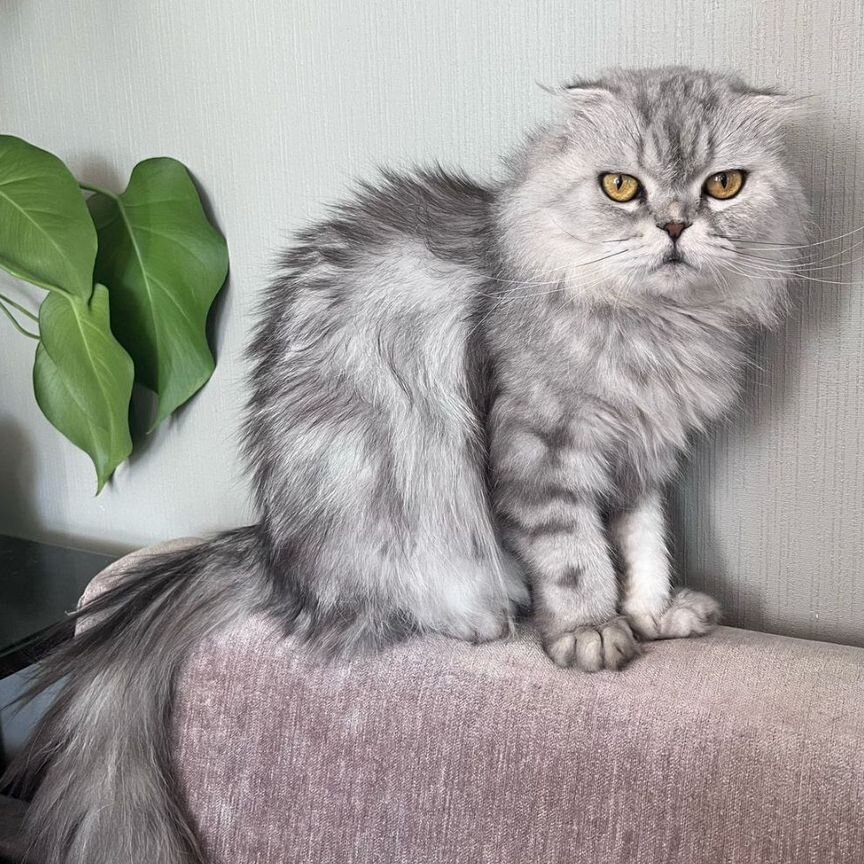 Шотландская вислоухая кошка в добрые руки