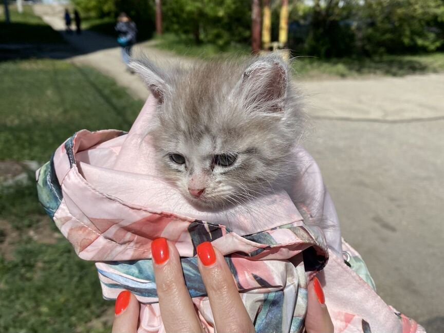 Кошка