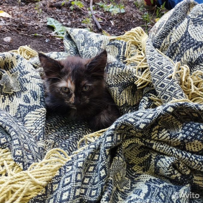 Котенок девочка 1,5-2 месяца