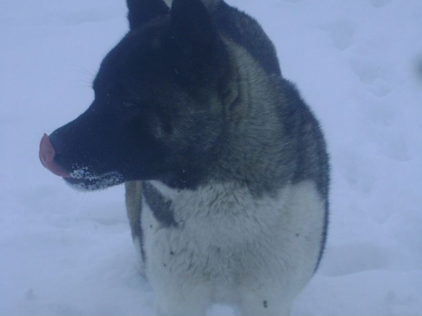 Американская акита (девочка)