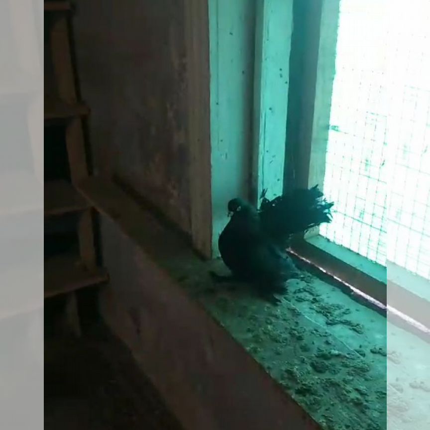 Статные голуби