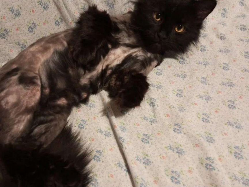 Кошка Клякса в добрые руки