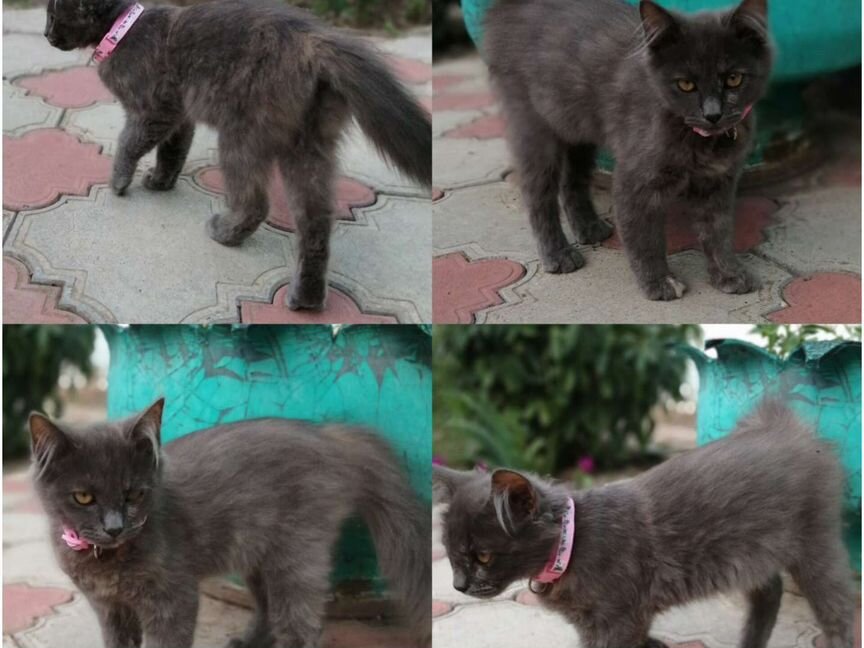 Котята девочки 5 месяцев, ласковые, игривые