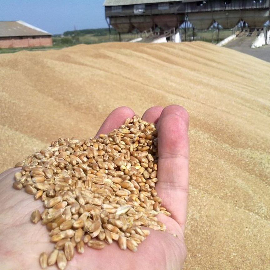 Зерновые культуры урожая 2024