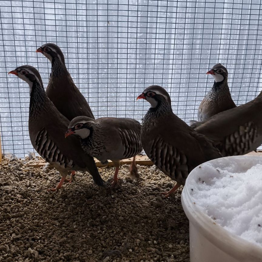 Птицы куропатки