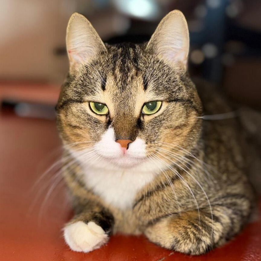 Взрослый кот в добрые руки