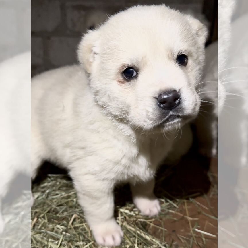 Среднеазиатская овчарка, щенок