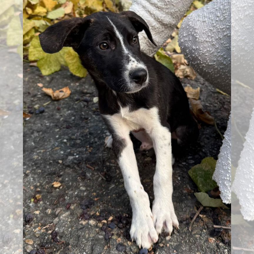 Щенок в добрые руки