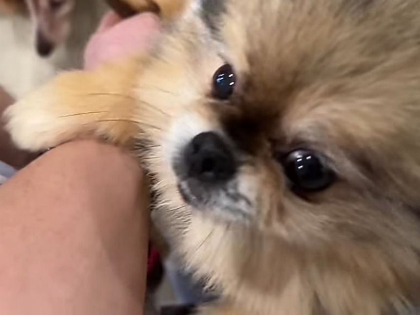 Маленькая собачка Бася