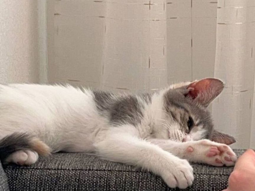 Котенок в добрые руки