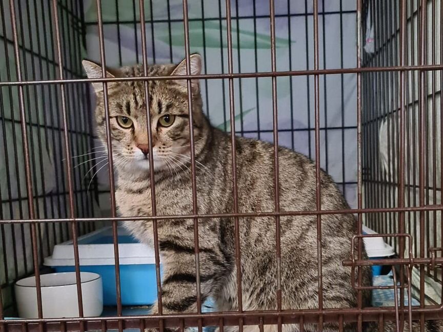 Тигруша ищет дом