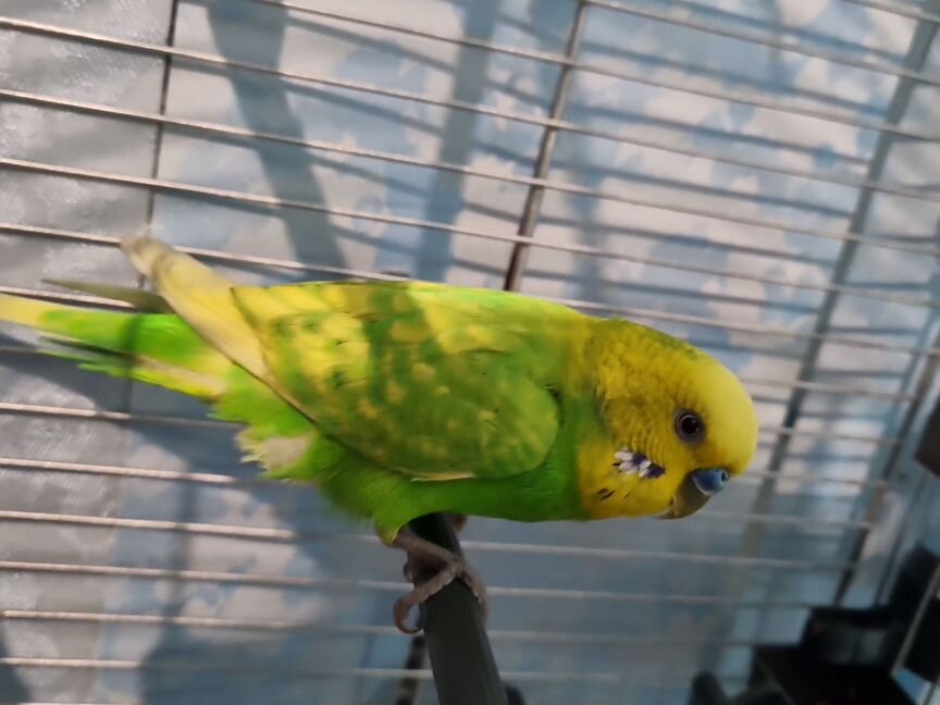 Волнистый попугай ручной самец