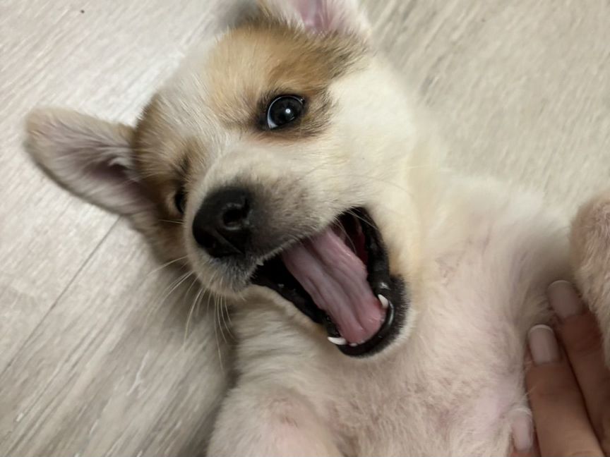 Щенок в поисках дома