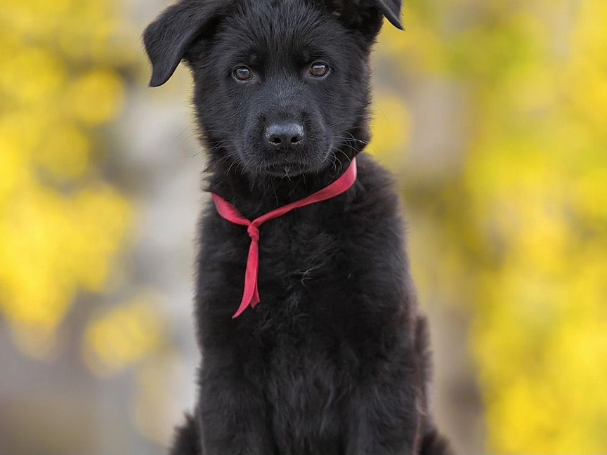 Щенки немецкой овчарки