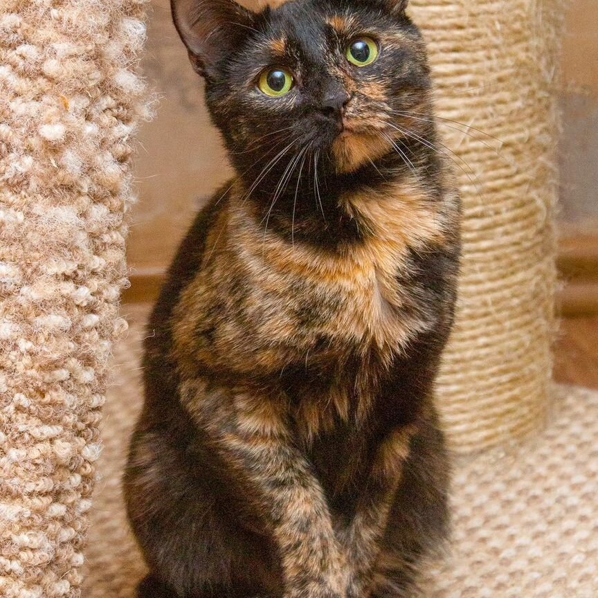 Кошечка ищет дом