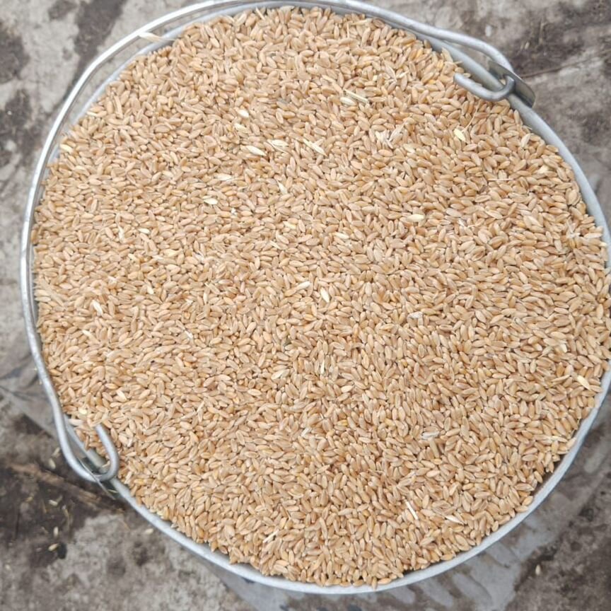 Пшеница озимая в вёдрах 12 литров