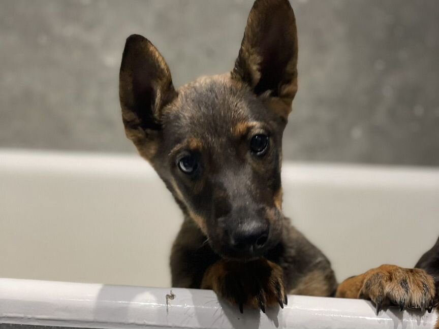 Собака в добрые руки щенок мальчик