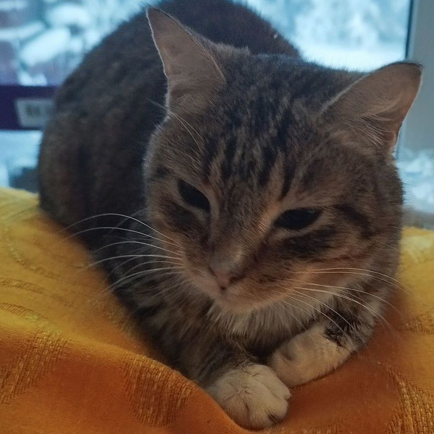Отдаем Кошек и Кота