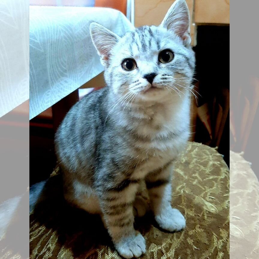 Шотландский прямоухий короткошёрстный котёнок