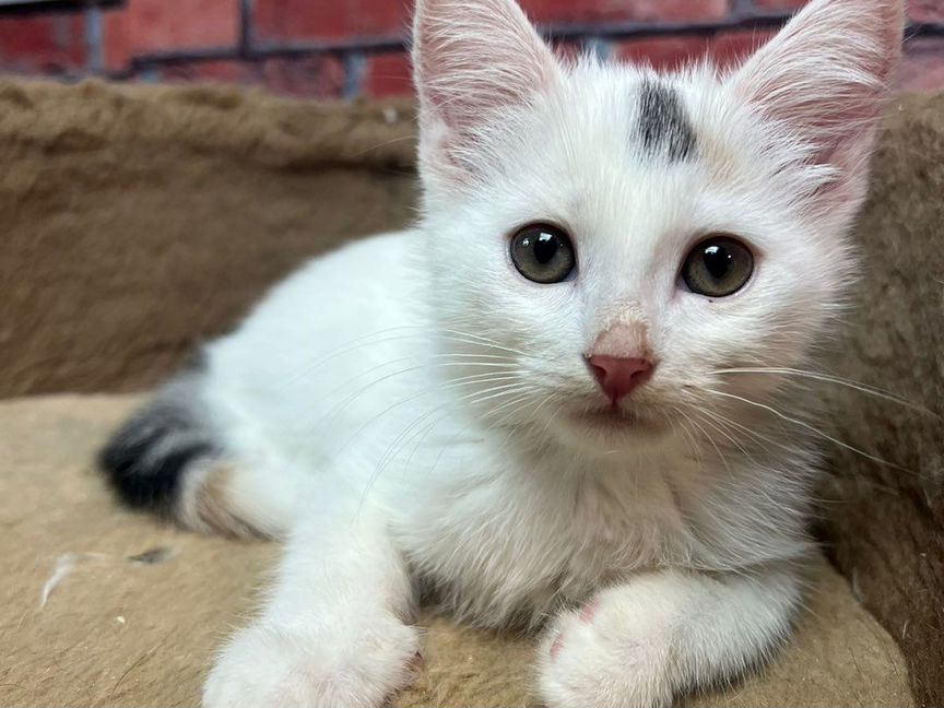 Котенок девочка Стеша 3 мес ищет дом