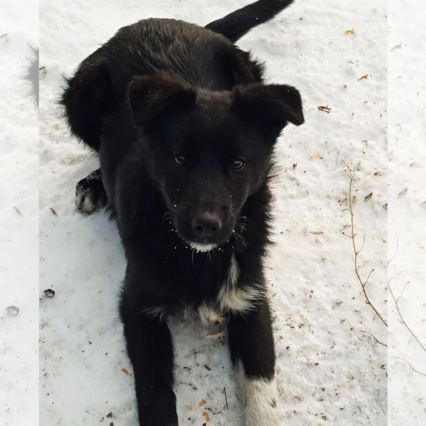 Щенок в добрые руки