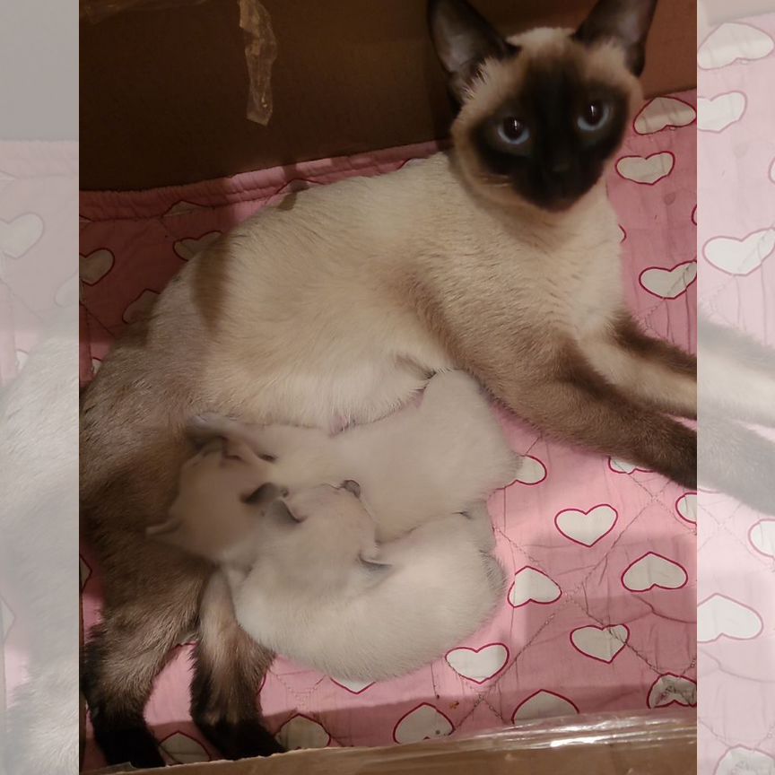 Котята той боб