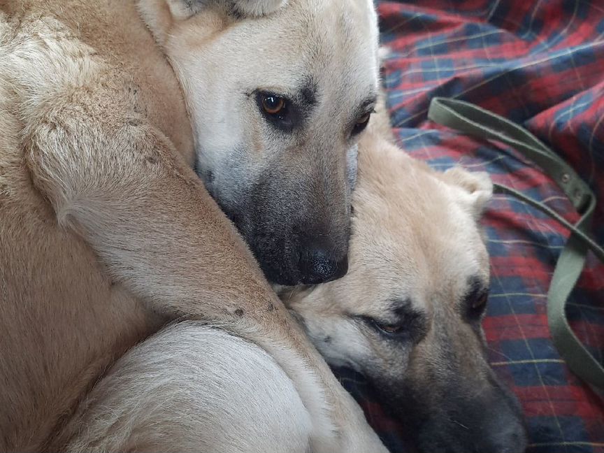 Зима и Дунай неразлучны