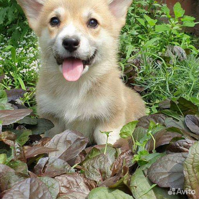 Лучшие корги