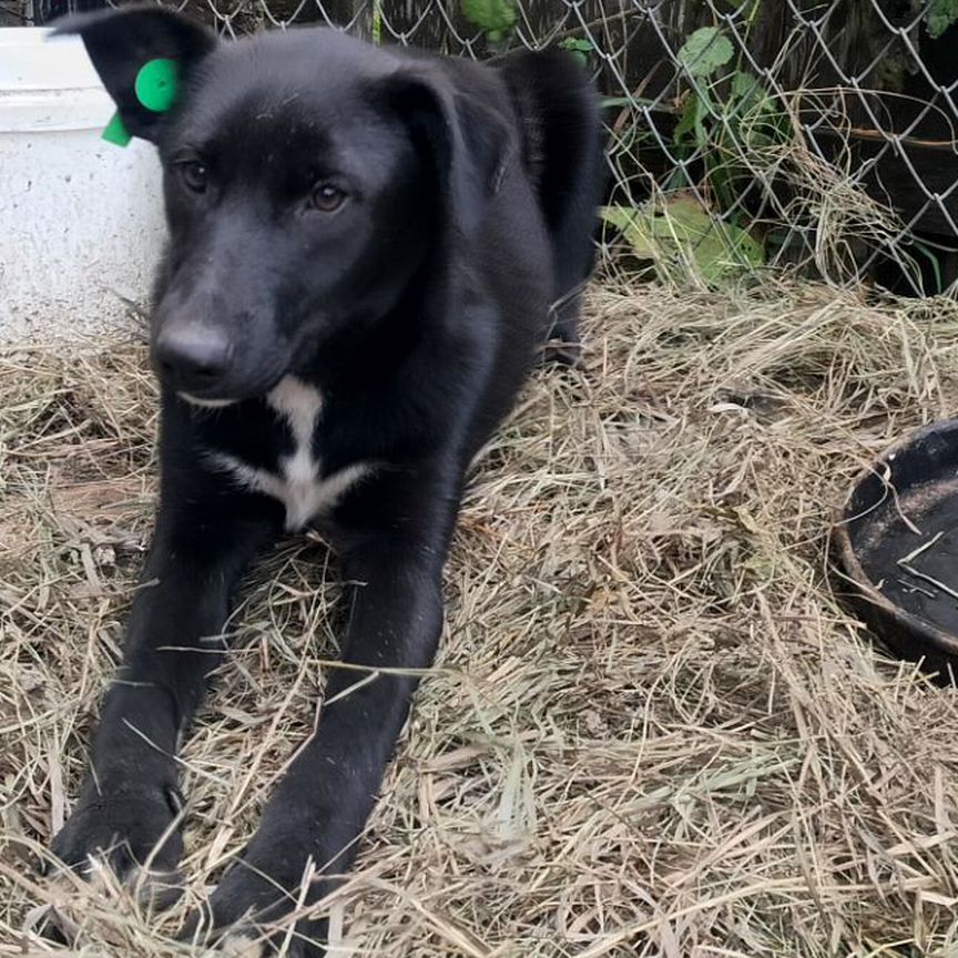 Щенок в добрые руки