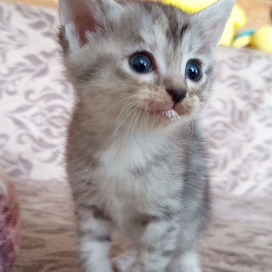 Котëнок в добрые руки