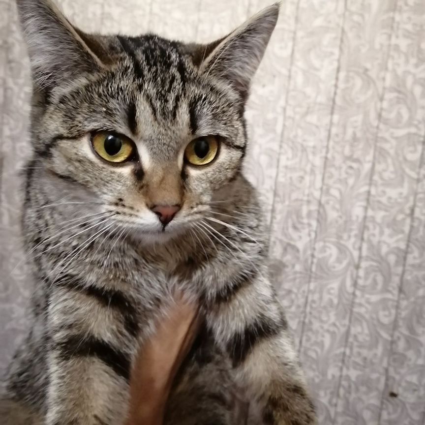 Кошка