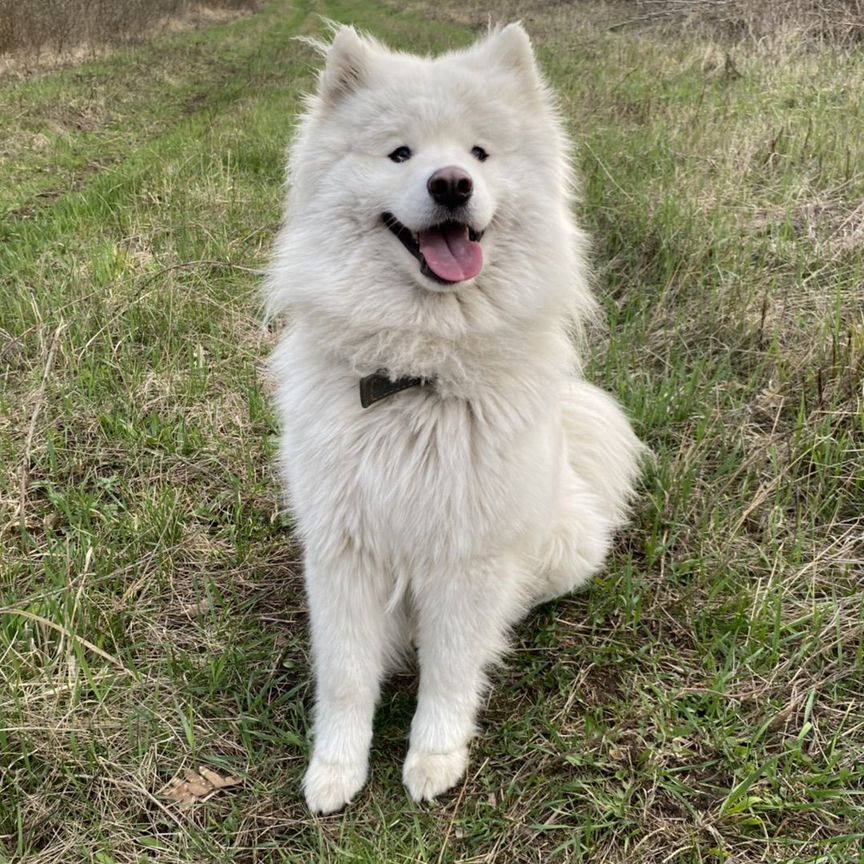 Самоедская лайка бесплатно