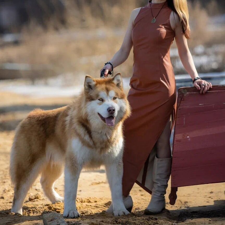 Щенки Длинники Маламута