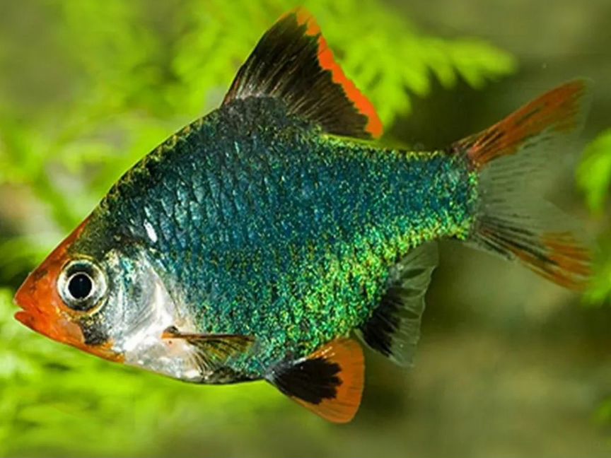 Аквариумные рыбки бесплатно