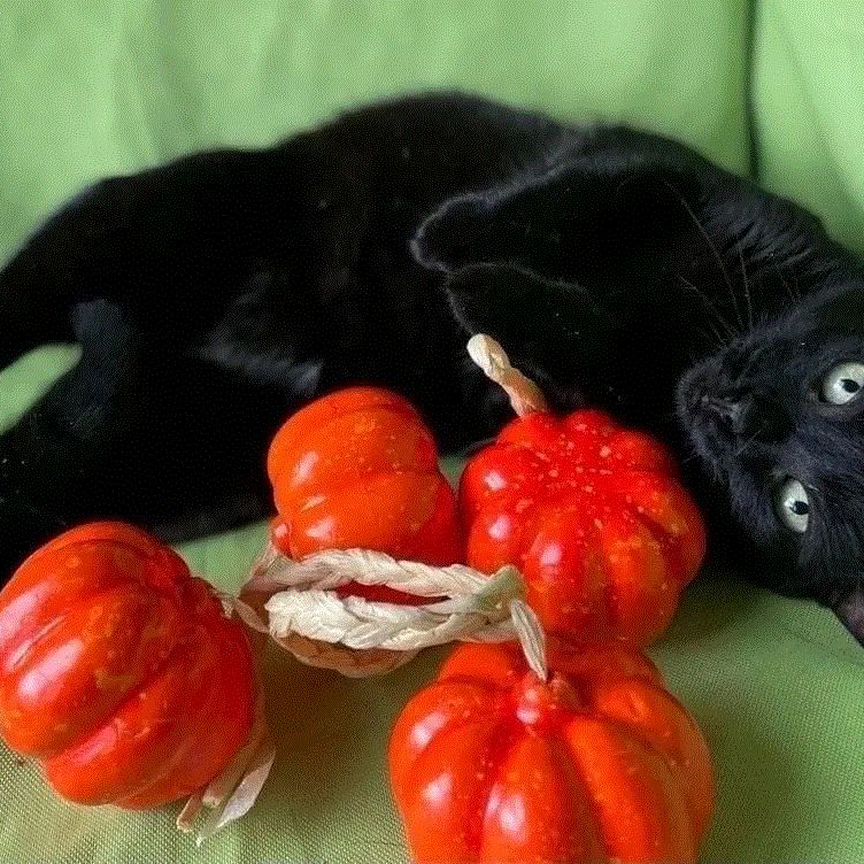 Нежная спокойная кошечка Чернушка ищет дом