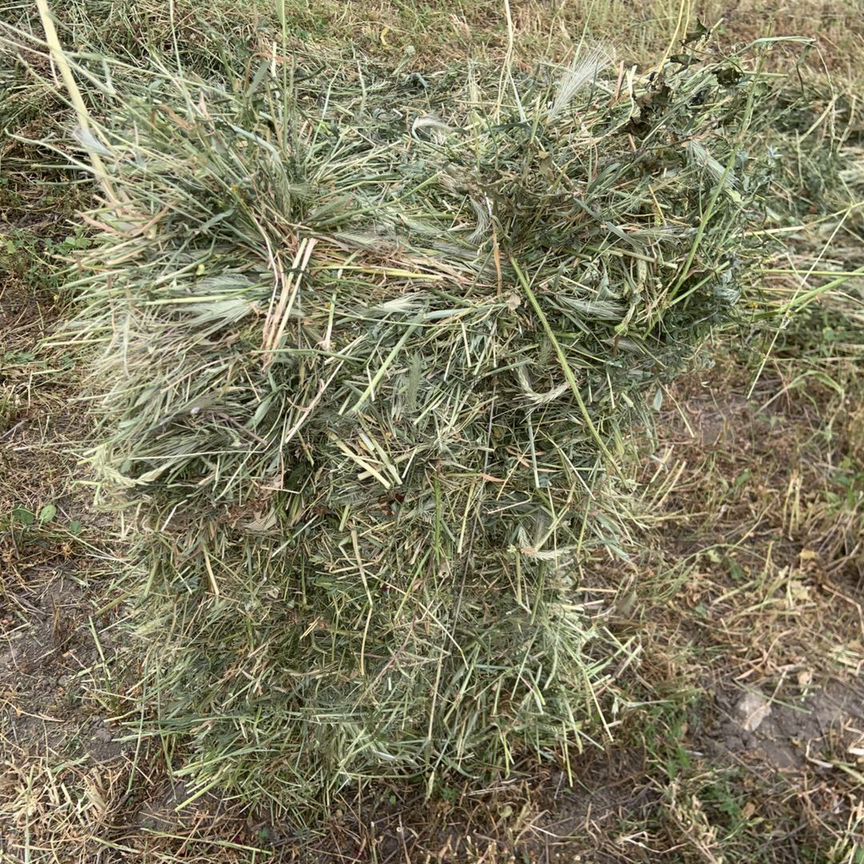 Сено пшеница люцерна разнотравье