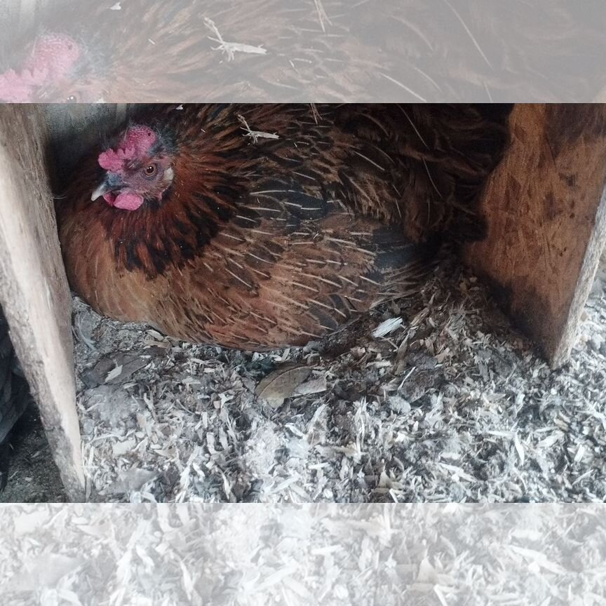 Куры несушки продам