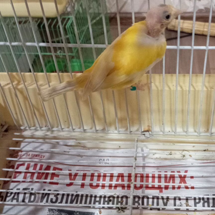 Канарейка