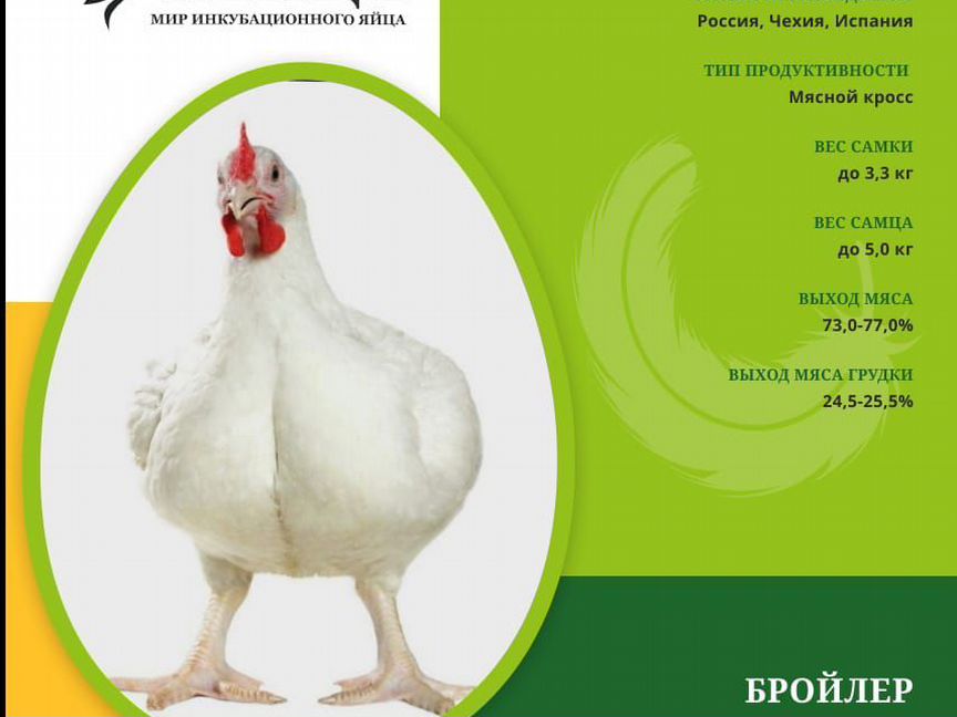 Цыплята бройлеры Кобб 500