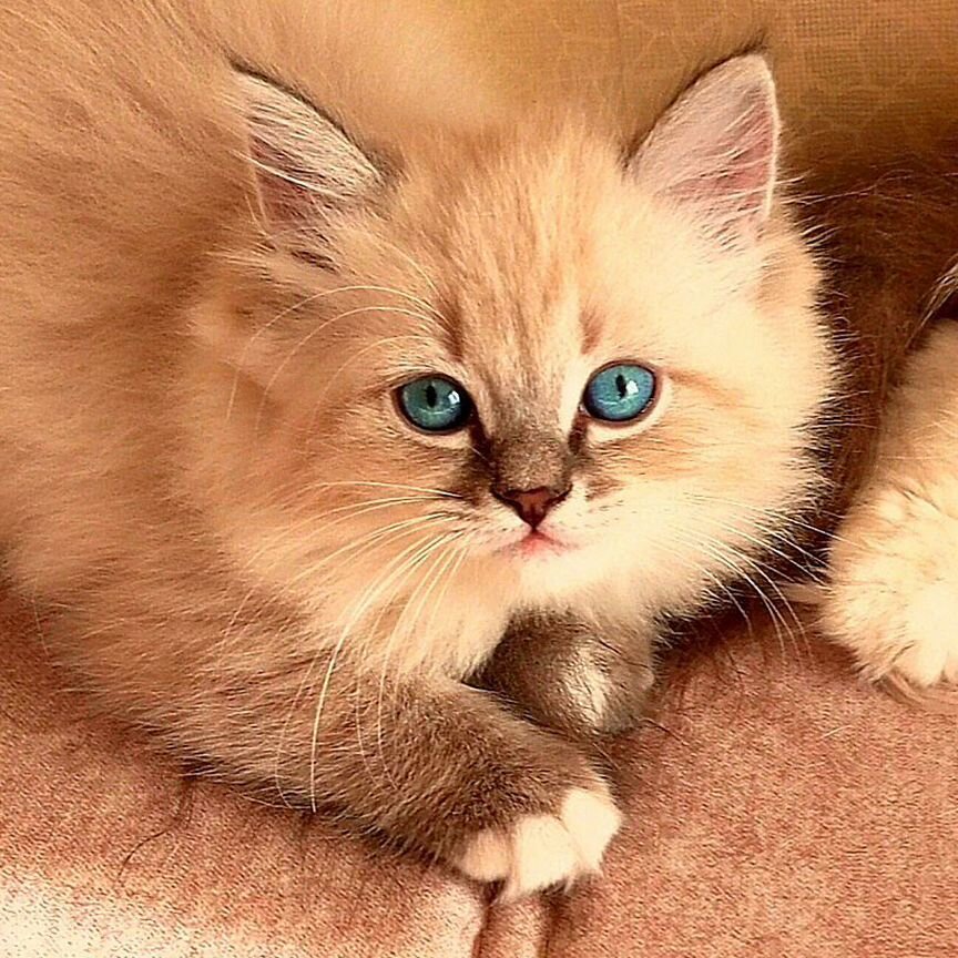 Котята рэгдолл