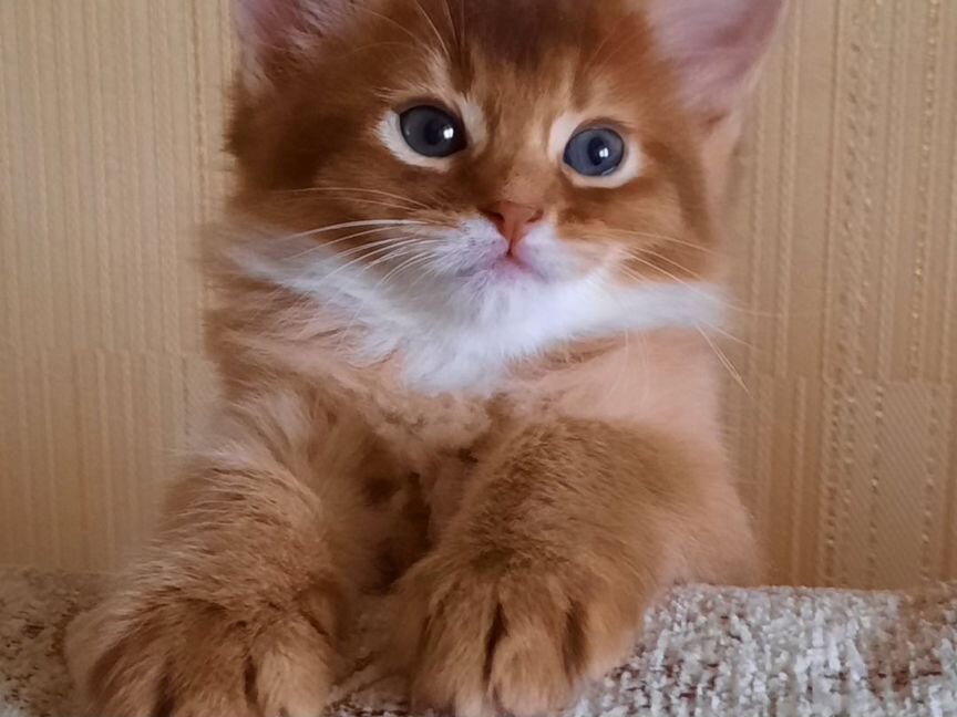 Сомалийские котята