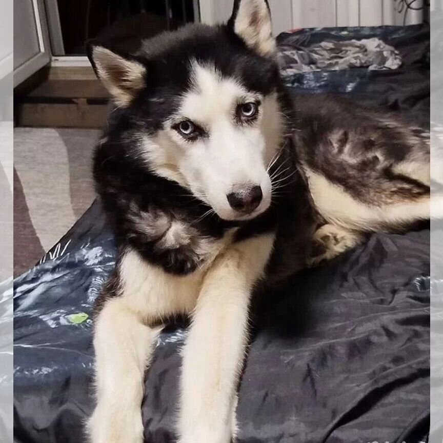 Сибирский хаски, взрослый пёс