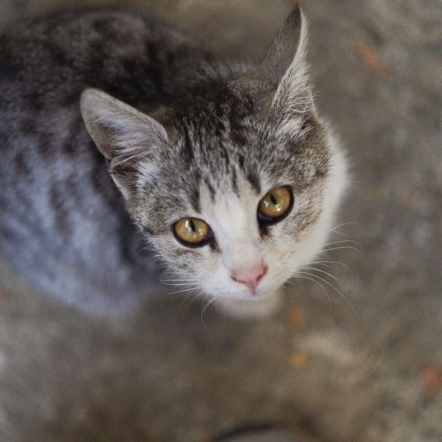 Кошечка Дымка ищет дом