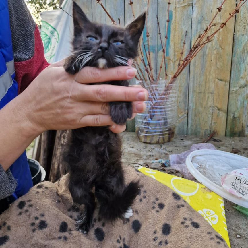 Котята в добрые руки