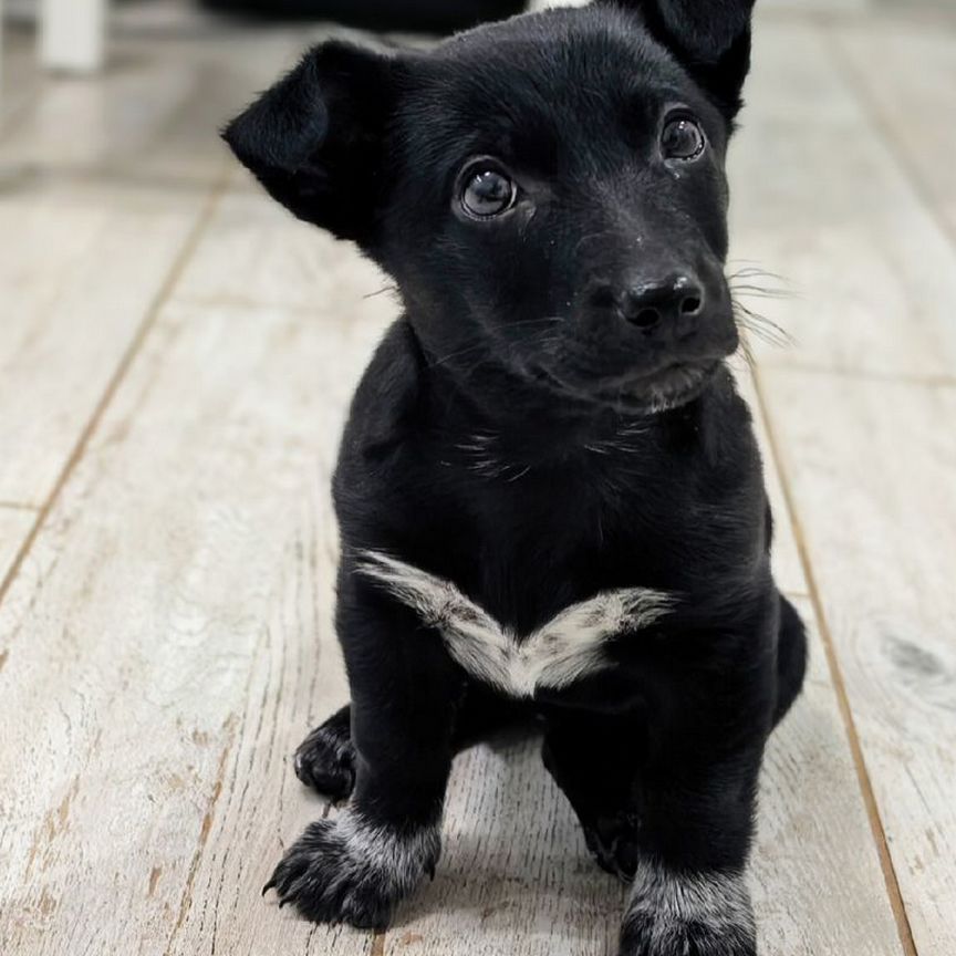 Щенок в добрые руки