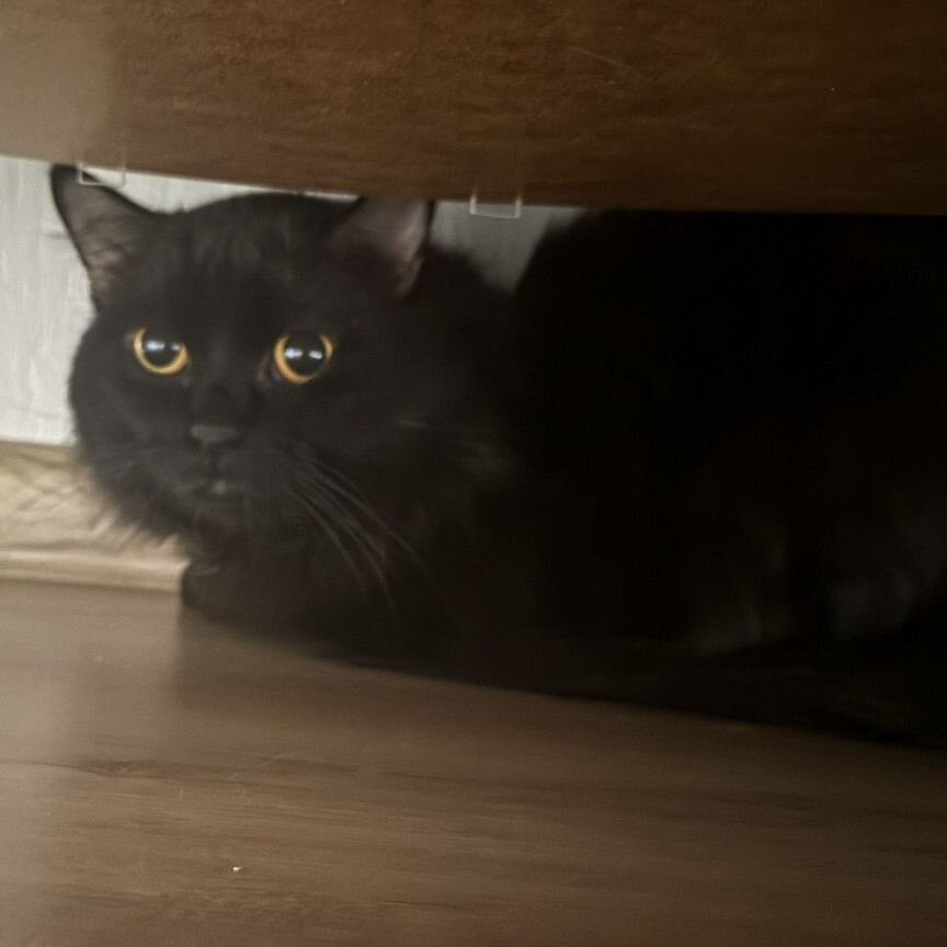 Взрослый кот в добрые руки