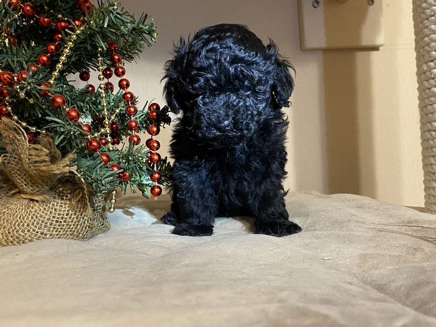 Той-пудель мини