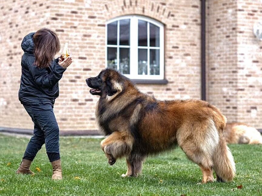 Щенки леонбергер